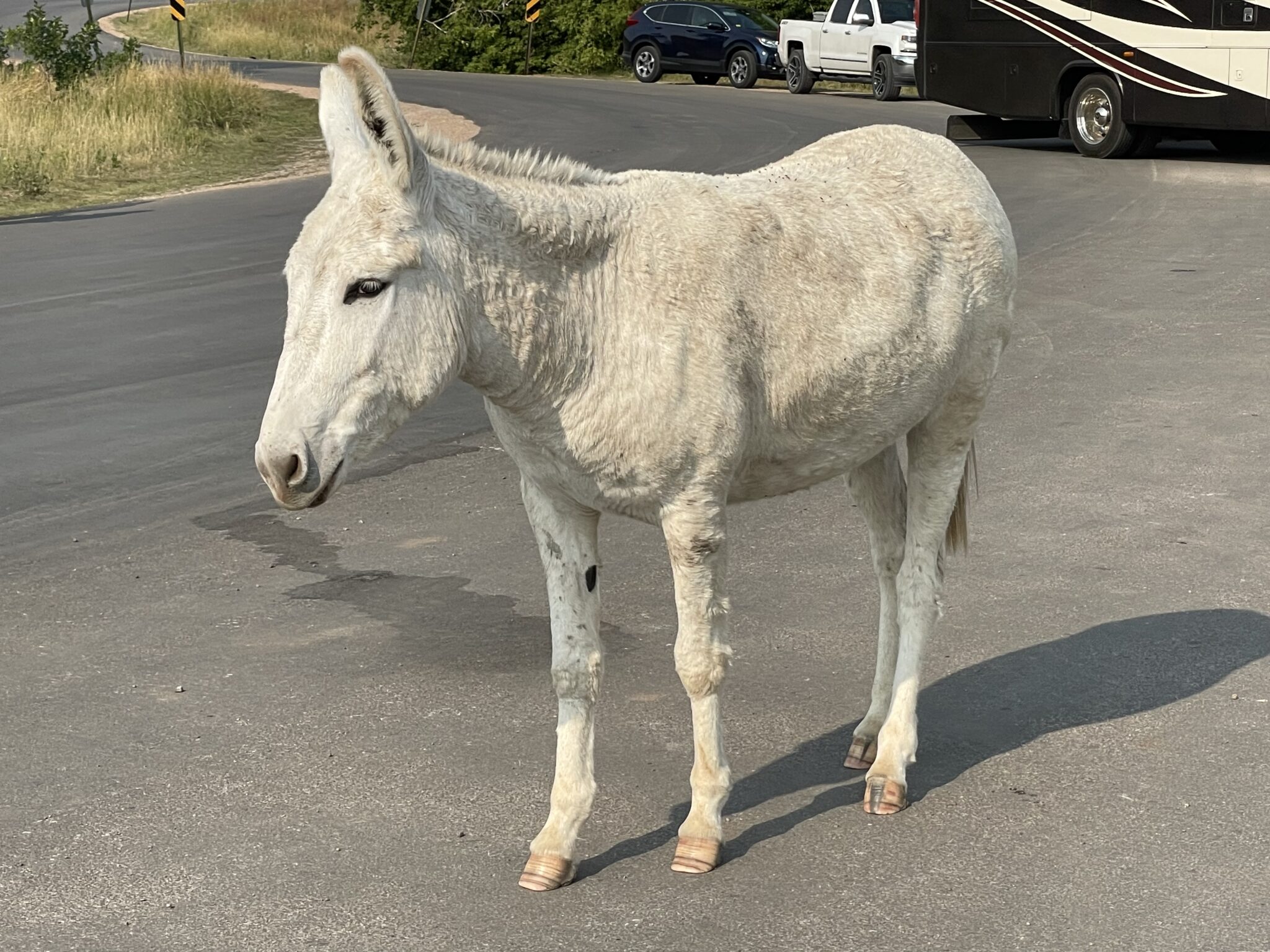 A Day at Custer State Park: Buffalo and Friendly Donkeys - Heather ...